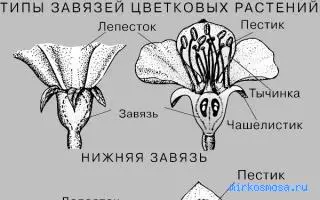 ທົ່ງຫຍ້າ - ຄວາມຝັນຂອງ tsvetkov