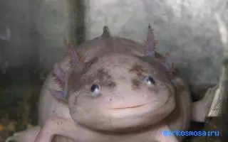 צפרדע - פרשנות חלום של אוהבי