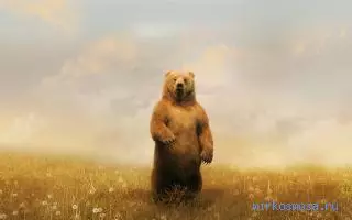 Bear - Interpretació dels somnis de signes feliços