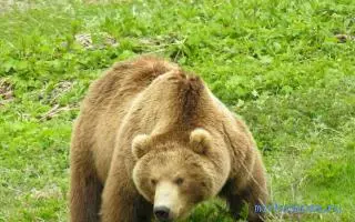 Медвед - интерпретација дјечијег снова