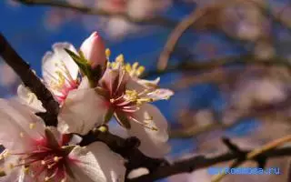 Almond - Interprétation de rêve