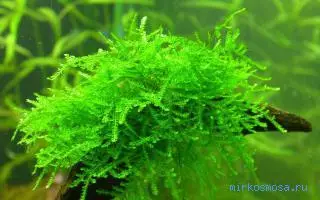 Moss - Buku Latsopano Labwino