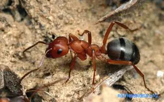 Ant - Kurota Sheremen