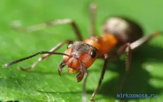 Ant - Giấc mơ Azara