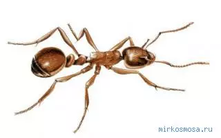 Ant - Impian Cleopatra