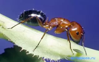 Ants - Health Dream Interpretation