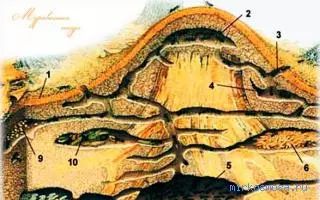 Kiến - Giải thích giấc mơ của những người yêu thích