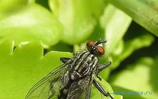 Fly - Interpretación de sueño del emperador amarillo.