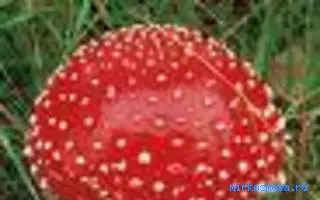 Amanita - ড্রিম ব্যাখ্যা Ezop