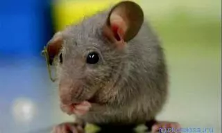 Mouse - New Mhuri Yekurota Dudziro