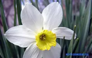 Kodi ndi maloto ati a Narcissa Loto Ezoopa, zomwe zikutanthauza kuti maloto omwe Narcissus adalota