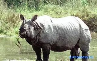 Rhinoceros - Deniz Lynn Deniz (Podrobno) \ t