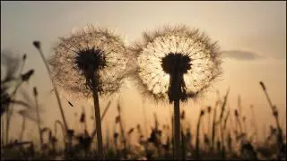 Dandelions - ချစ်သူများကိုအိပ်မက်အနက်အဓိပ္ပာယ်ကောက်ယူခြင်း