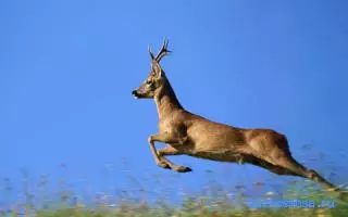 Deer - Kolesnnik Grishina