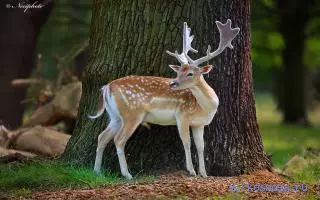 Deer - interpretasyon ng panaginip ng mga bata