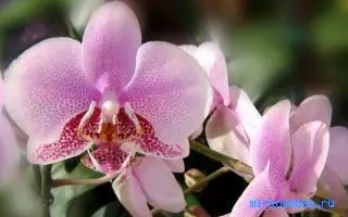 Orchid - Kozhalyannik Grishina.