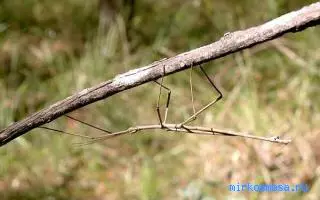 Bâton - Koblennik Grishina