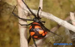 Spider - Impian Azara