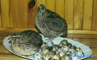 Quail - Vintage English English