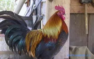 Rooster - পুরানো রাশিয়ান স্বপ্ন ব্যাখ্যা