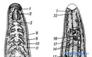 லீக் - புதிய கனவு புத்தகம் இவானோவா