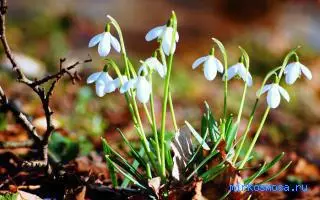 Snowdrop - unelma tulkinta ezop