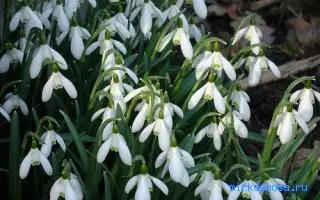 Snowdrop - การตีความความฝันของรัสเซีย