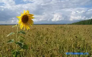 Sunflower - Kitabu cha Ndoto ya Wanderer