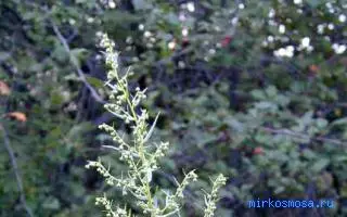 Wormwood - Kozhalyannik Grishina.