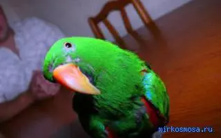 Parrot - Italiya orzusi menejetti menejetti