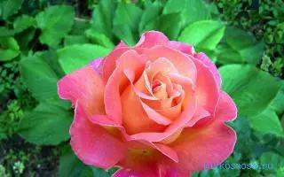 Rose - Linn Denti (jikme-jik)