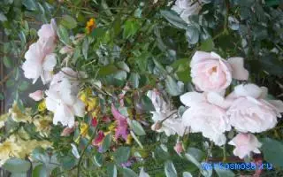 Roses - Vintage Prantsuse unistus