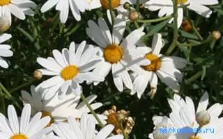 Chamomile - Strootcher 1829