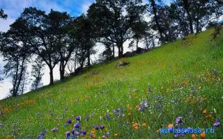 Natureza - Interpretación de soños italianos Meneghetti