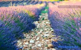 Provence - nejnovější sen kniha Ivanova