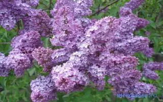 Lilac - Dream Tolkning Hasse