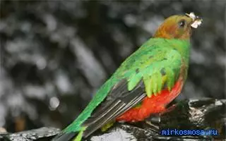 Bird - Dream Interpretary Maya