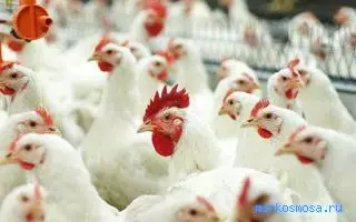 Poultry Farm - En Yeni Rüya Kitabı Ivanova