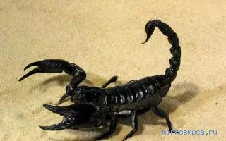 Scorpio - Inzozi Akaye