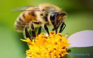 Hvilke drømme Bee Dream Book Ezopa, hvilket betyder en drøm, hvori The Bee drømte