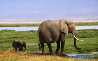 Elephant - ëndrra e ëndrrave të pranverës të Taflisit