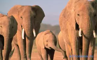 Elephants - I-Tream yephupha