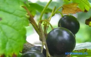 Currant - itumọ ala ilera