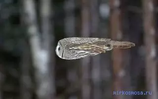 Owl - tafsiri ya ndoto ya Kirusi