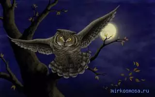 Owl - Gypsy Dream