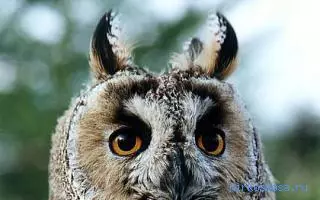 Owl - ოცნება ინტერპრეტაცია tsvetkov