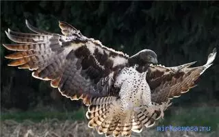 Falcon - Interpretasi Ngimpi Gypsy