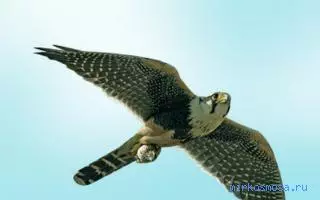 Falcon - Dream Dream Hasse.