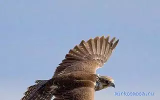 Falcon - Ametsetako liburu berriena Ivanova