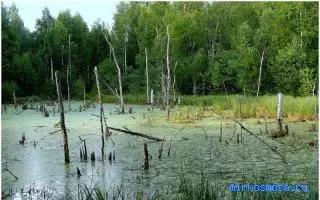 BOG - երազի մեկնաբանություն EZOP